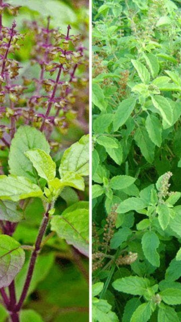 Vastu Tips : राम अन् कृष्ण तुळशीतला हा लहानसा फरक माहितीये l Vastu Tips ...