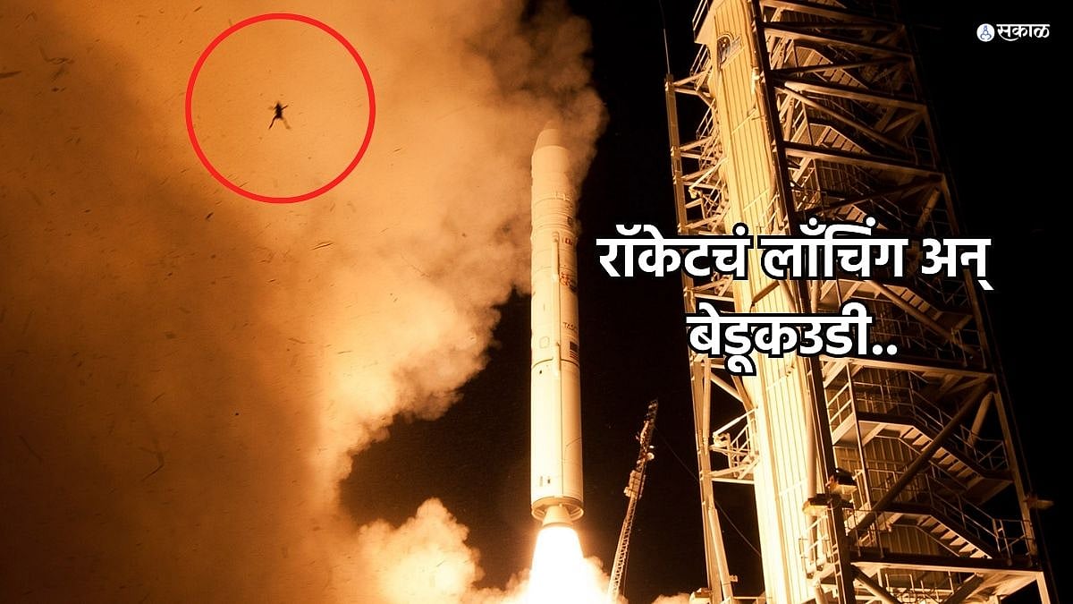 Frog In Nasa Rocket Launch