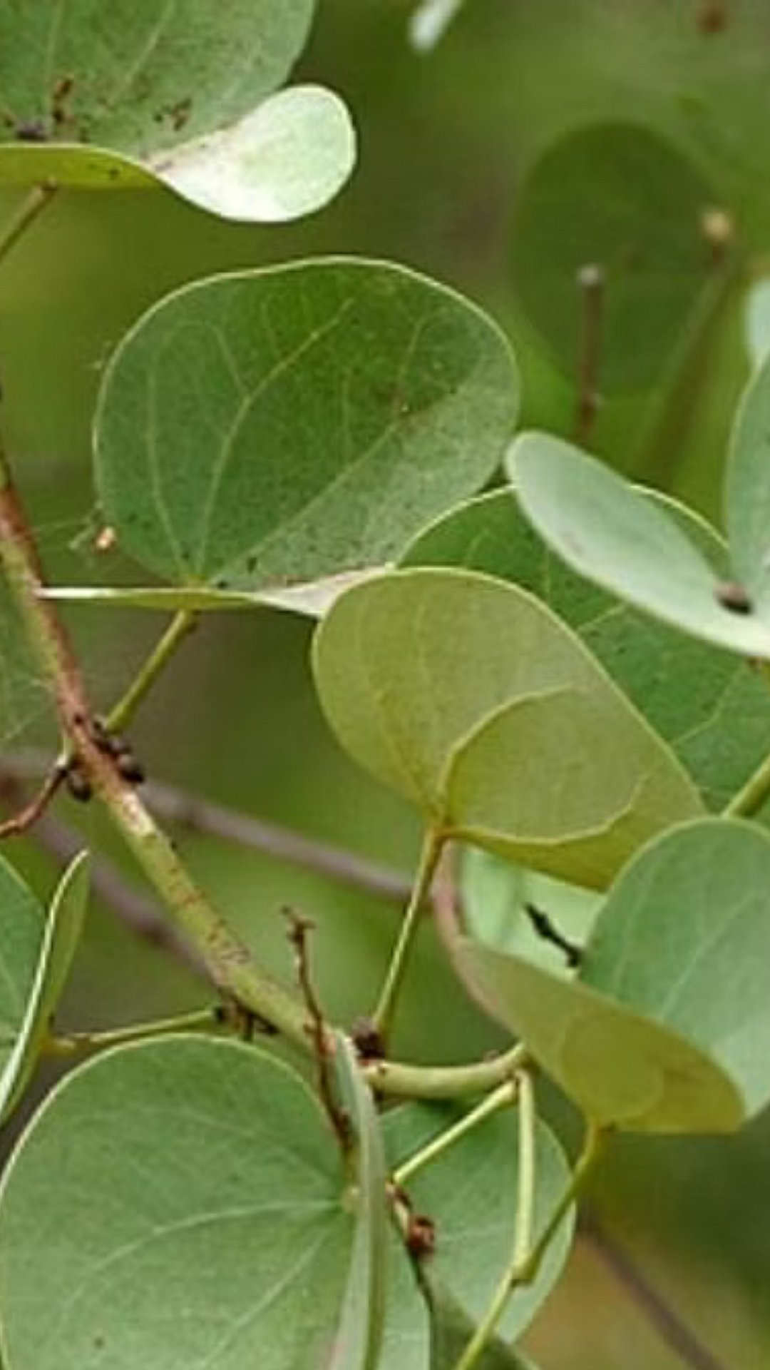 आपट्याच्या पानांमध्ये दडलाय आरोग्याचा मंत्र