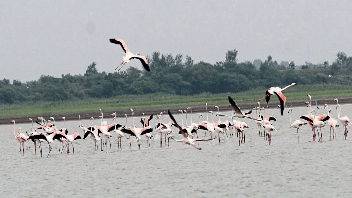 Solapur : फ्लेमिंगो पक्ष्यांनी गजबजला आष्टी तलाव ; जलाशयातील पाणी आटतेय ...