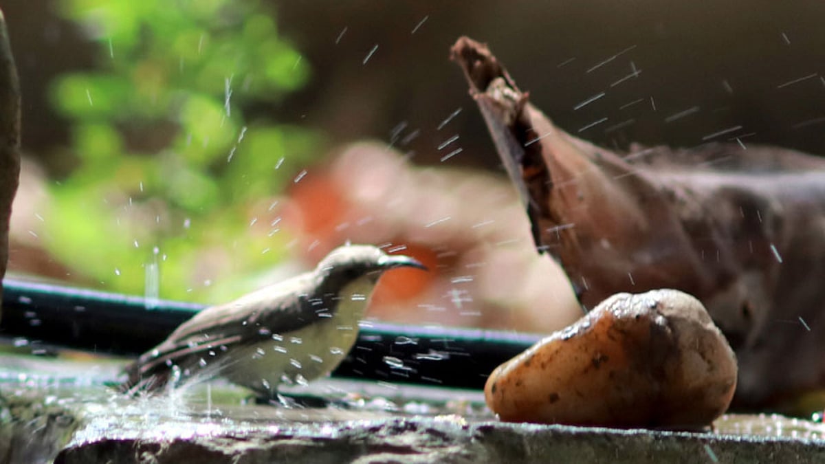 पक्षांची तृष्णातृप्ती... | Sakal