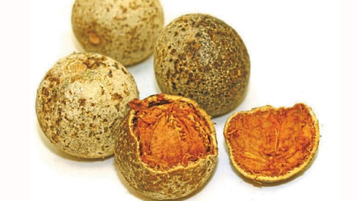 लाइफस्टाईल कोच : बहुगुणी कवठ | Sakal