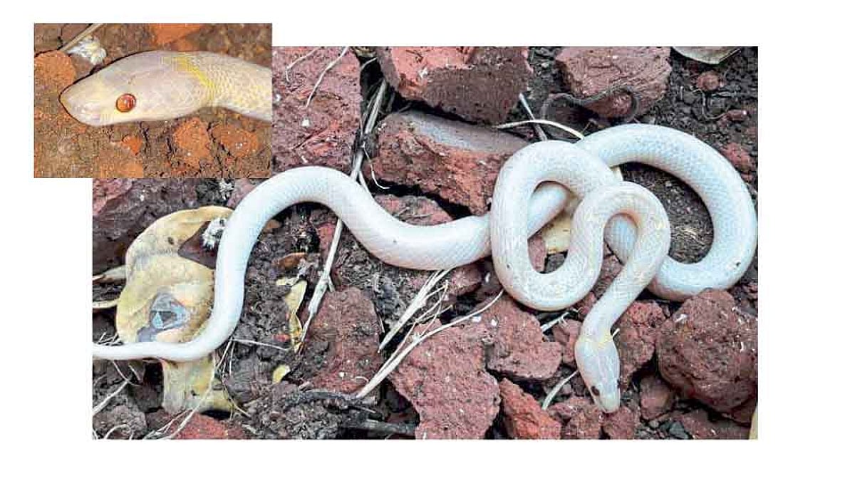 मिरजेत सापडला दुर्मिळ अल्बिनो कवड्या साप | Sakal