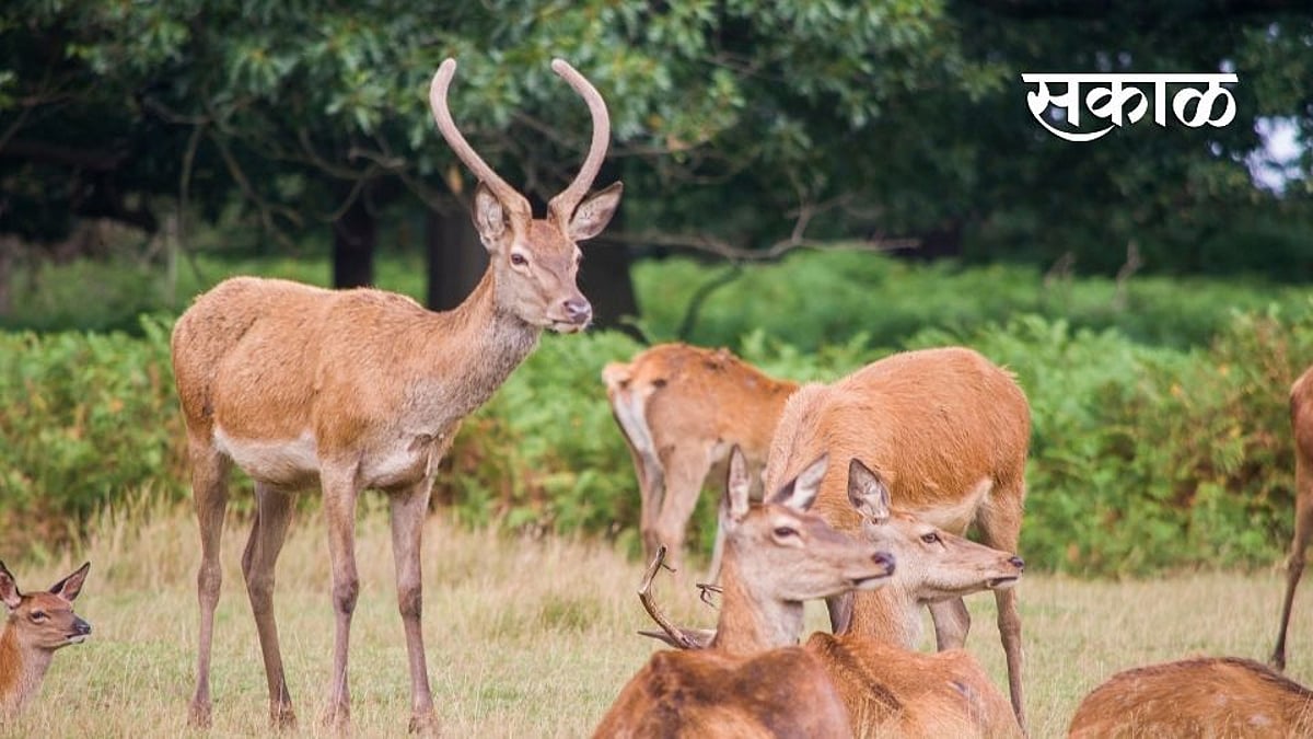 पुण्यात रानगव्यांपाठोपाठ हरणांचा कळप शिरला सोसायटीत | Sakal