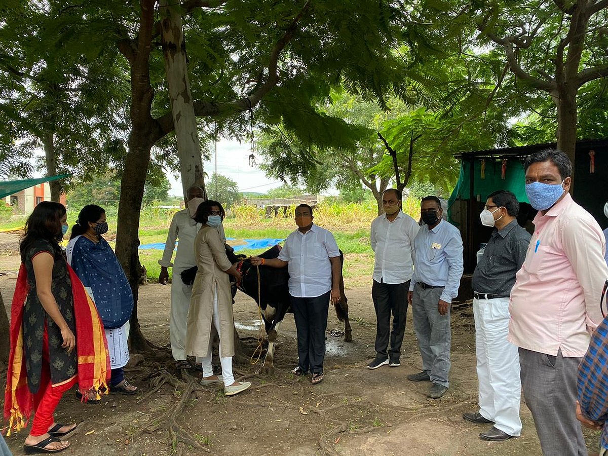 दुग्ध व्यवसाय व शेतीसाठी लागणारी जनावरे ही खरी शेतकऱ्यांची संपत्ती | Sakal
