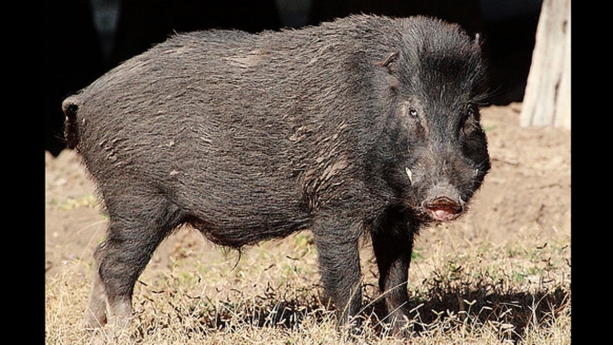 रानडुकराला गोळी घालणाऱ्या शेतकऱ्याला अटक | Sakal