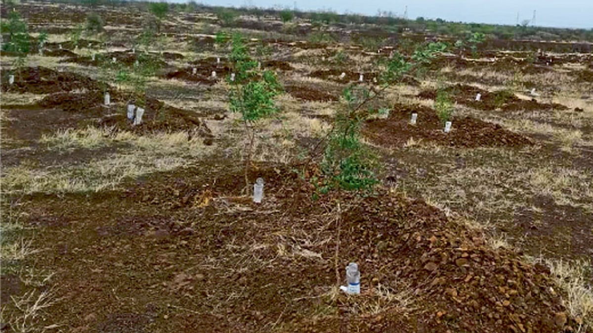 सलाइनद्वारे जगविली २४ हजार झाडे! | Sakal