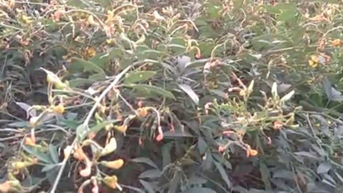 मेहनतीचं झालं सरपण! | Sakal