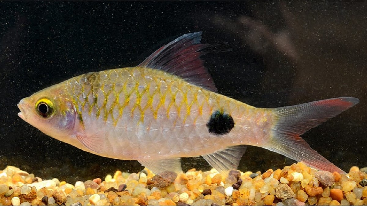 कोकणातील माशांच्या नव्या प्रजातीचा BNHS कडून शोध | Sakal