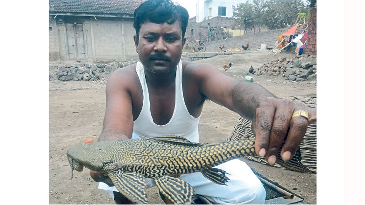 दुर्मीळ जातीचा मासा सापडला; बनला कुतूहलाचा विषय | Sakal