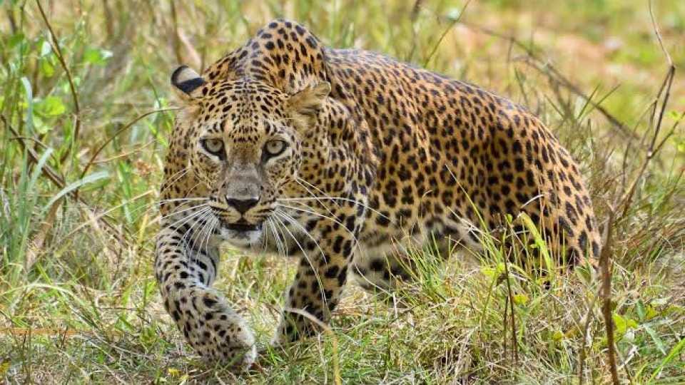 बिबट्याच्या हल्ल्यात महिलेचा मृत्यू, अंबड तालूक्यातील जामखेड शिवारात ...