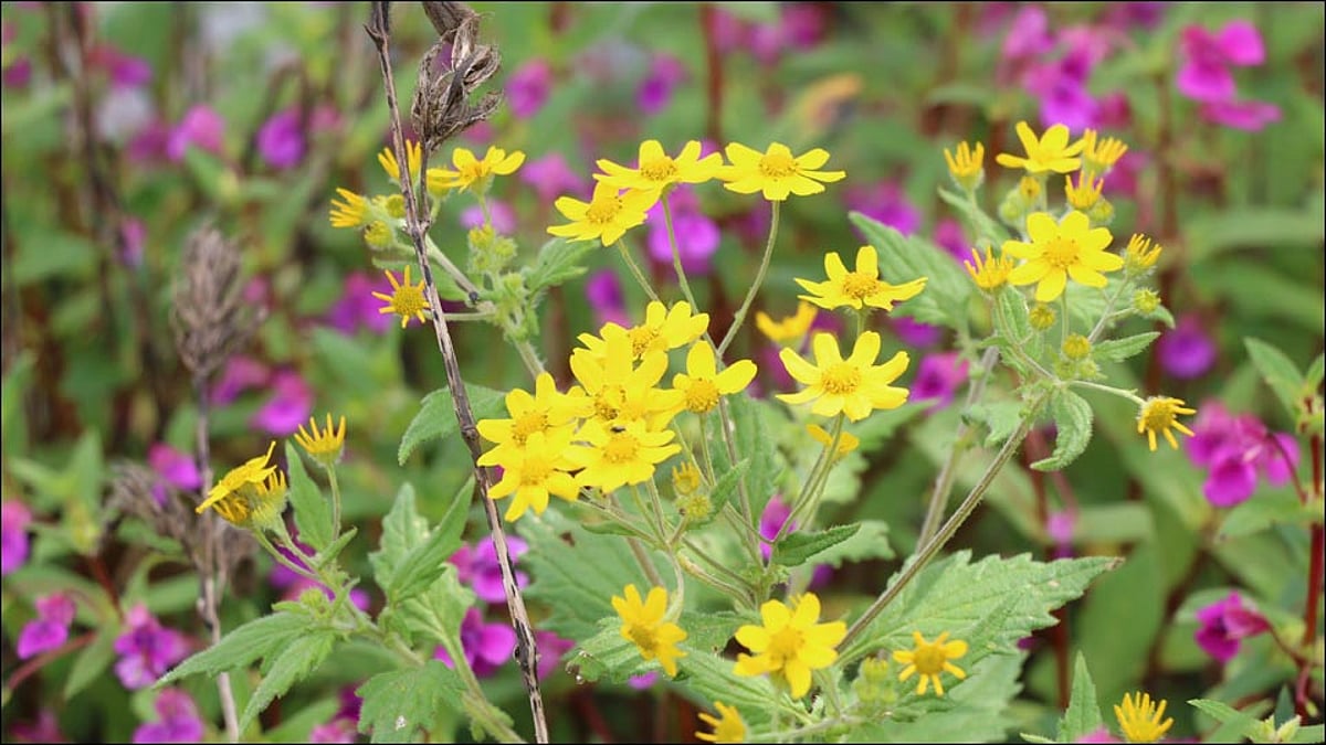 साताराः कास पठारावर फुलतोय फुलांचा रंगोत्सव | Sakal