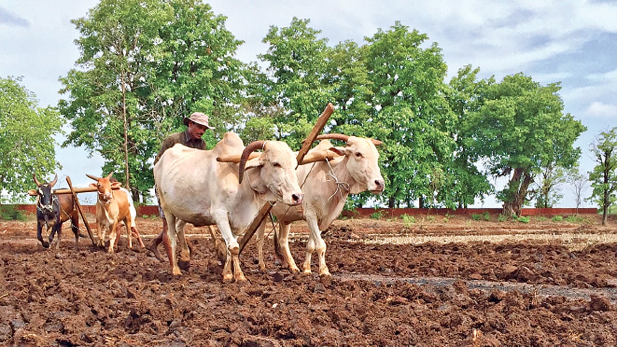 मान्सूनपूर्व सरींनंतर भात पेरणीला वेग | Sakal
