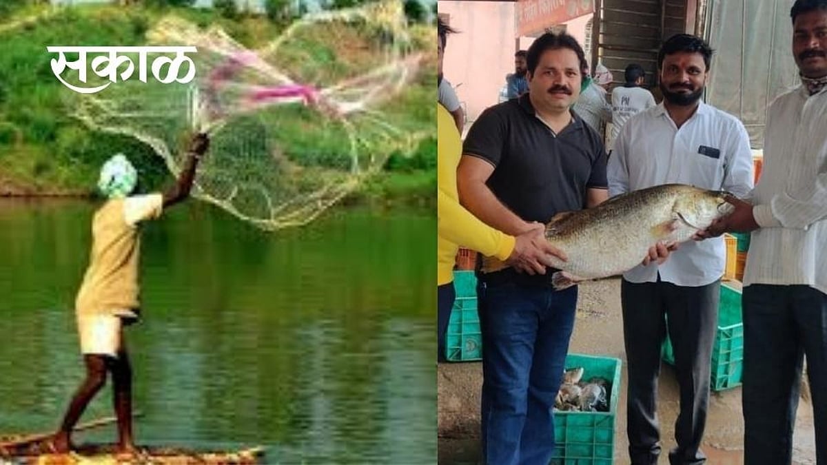 उजनी जलाशयात हा "जिताडा' आला कुठून? प्राणीशास्त्रज्ञ व मच्छिमारांनाही ...