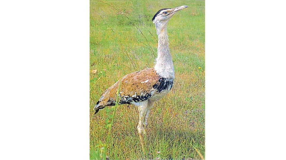 माळढोक नावाची दंतकथा ! | Sakal