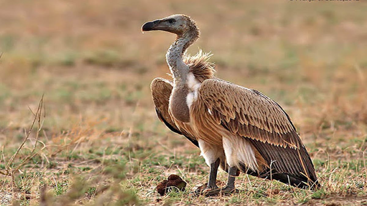 लांब चोचीचे गिधाड पाहिलेत काय? चला बोर व्याघ्र प्रकल्पात, नष्टप्राय ...