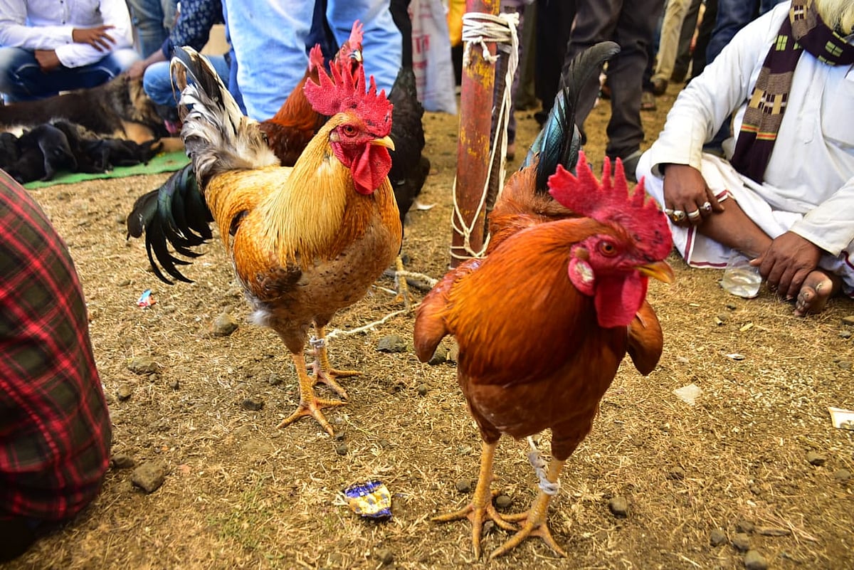 पाच हजाराचा कोंबडा तर दीड लाखाचा वळू | Sakal