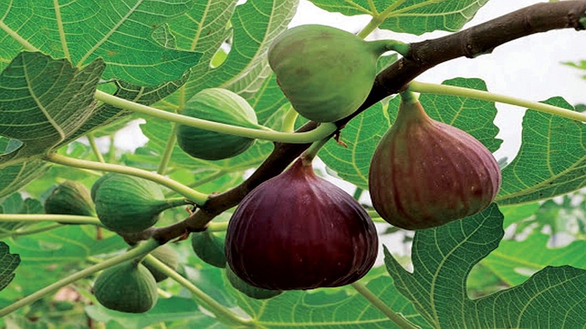 जाणून घ्या 'अंजीर' खाण्याचे रहस्यमय फायदे | Sakal