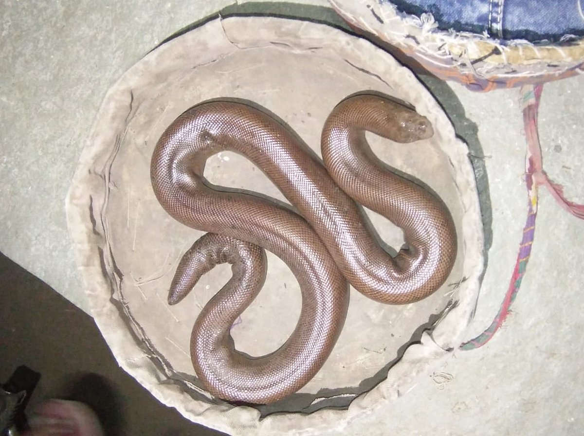 मांडूळ दाखवून 'ती' लोकांकडून मागायची पैसे! | Sakal