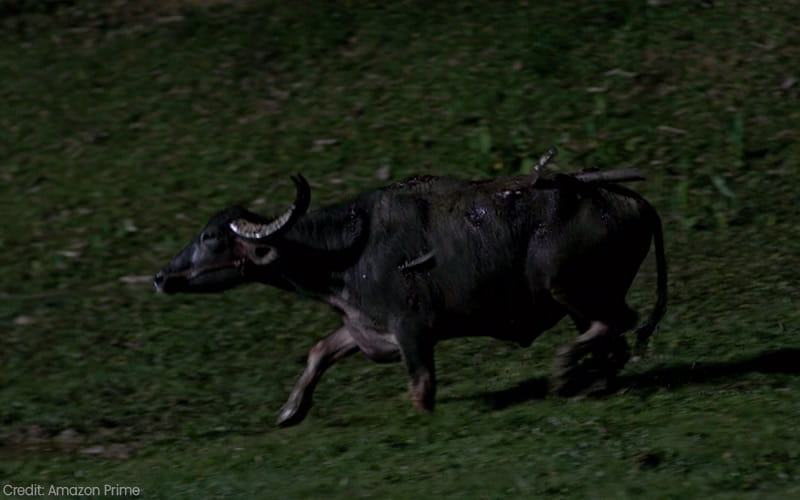 Inside Jallikattu's Animatronic Bull: ‘Good Enough To Look Real Even In ...
