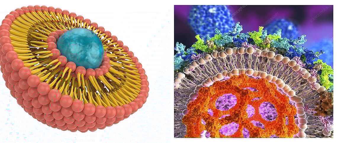Liposomal nanotechnology unlocks micronutrient bioavailability