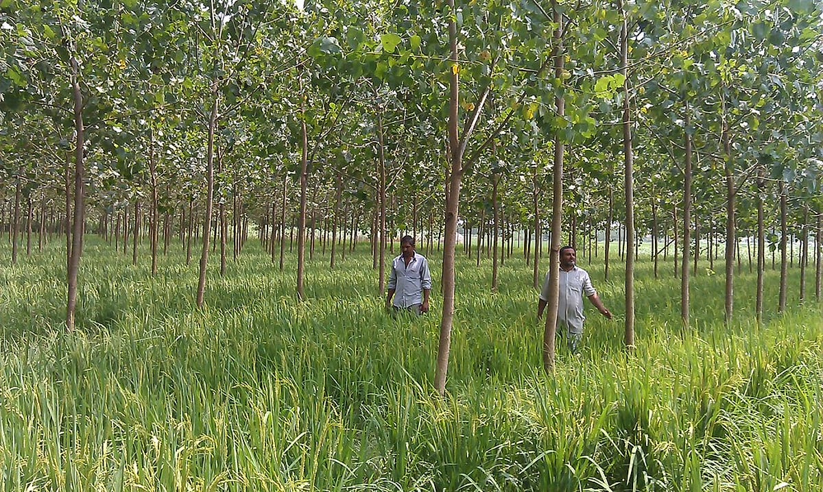 Easing the agrarian crisis with agroforestry
