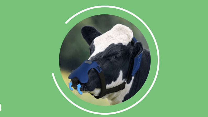 Cargill & ZELP to tackle methane emissions in the dairy industry