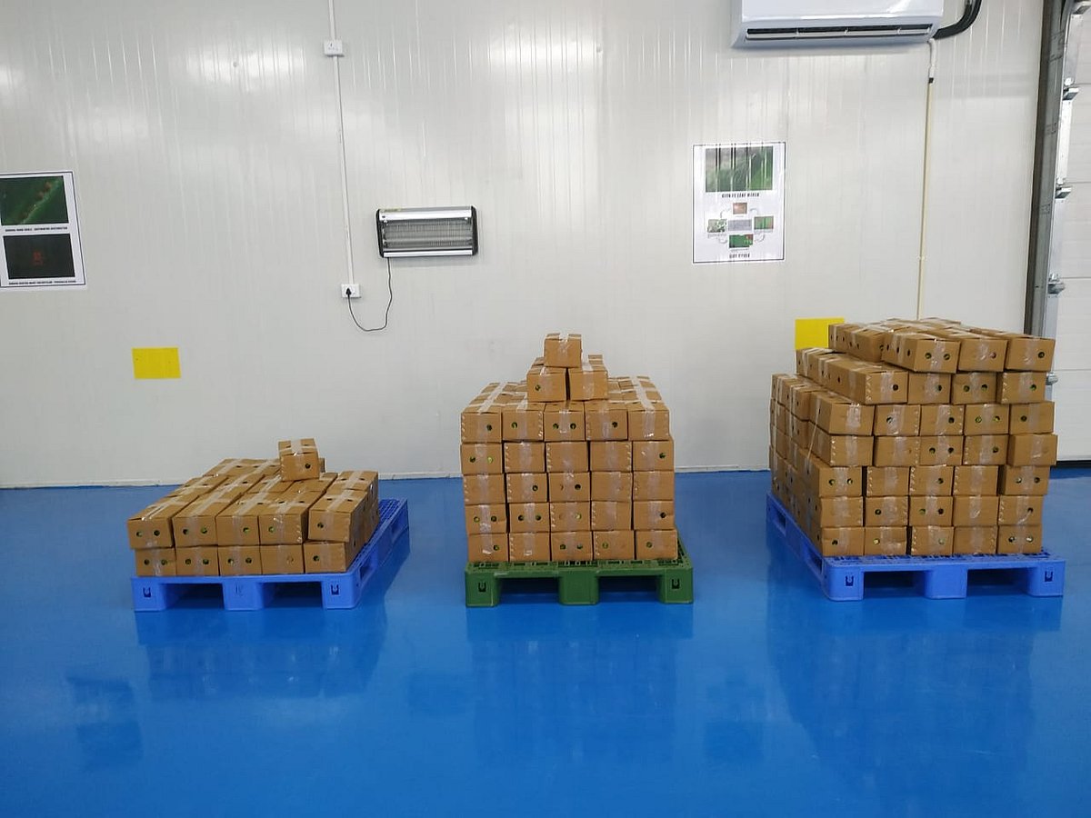 King Chilli 'Raja Mircha' from Nagaland exported to London for the ...