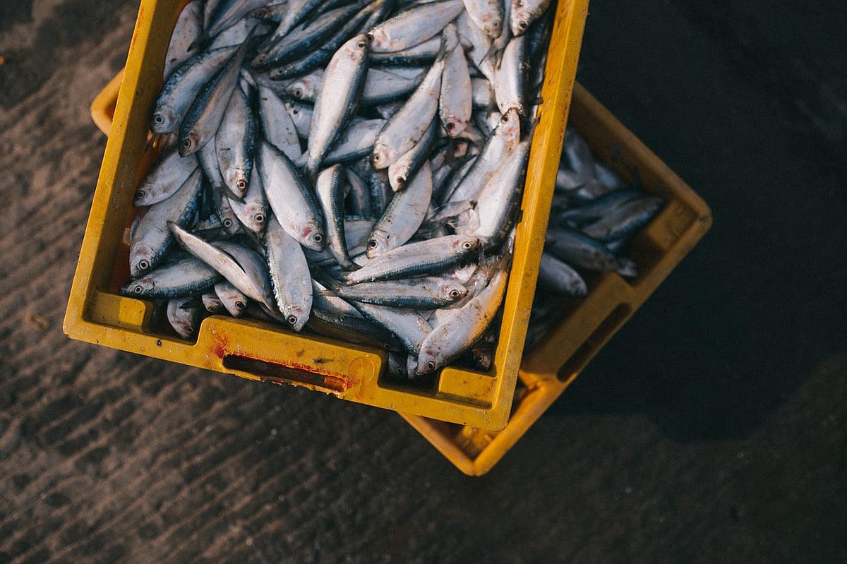 Efficient cold chain logistics & careful handling minimize seafood spoilage