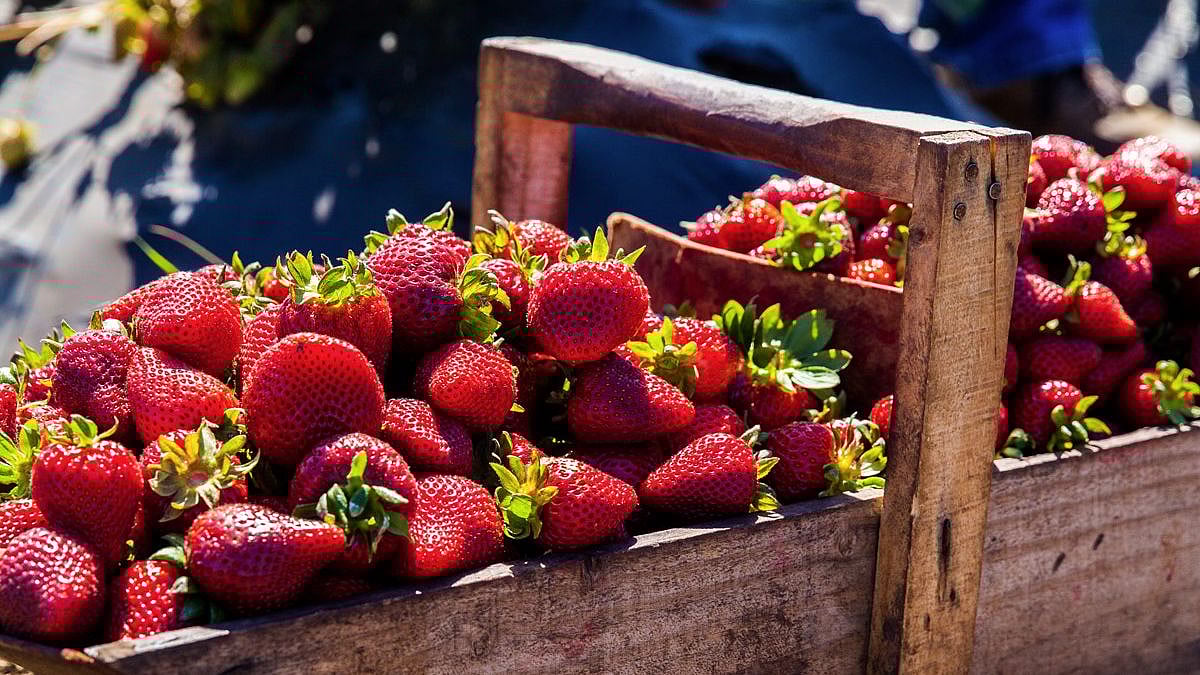 Symrise demonstrates a robust & sustainable supply chain for Diana Food ...