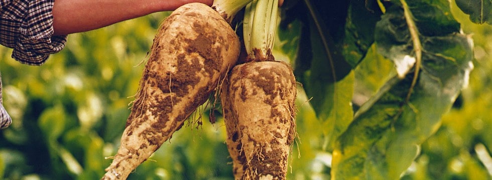 Prebiotic effect evidenced for chicory root fibers by the first ...