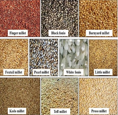FSSAI specifies comprehensive group standard for millets