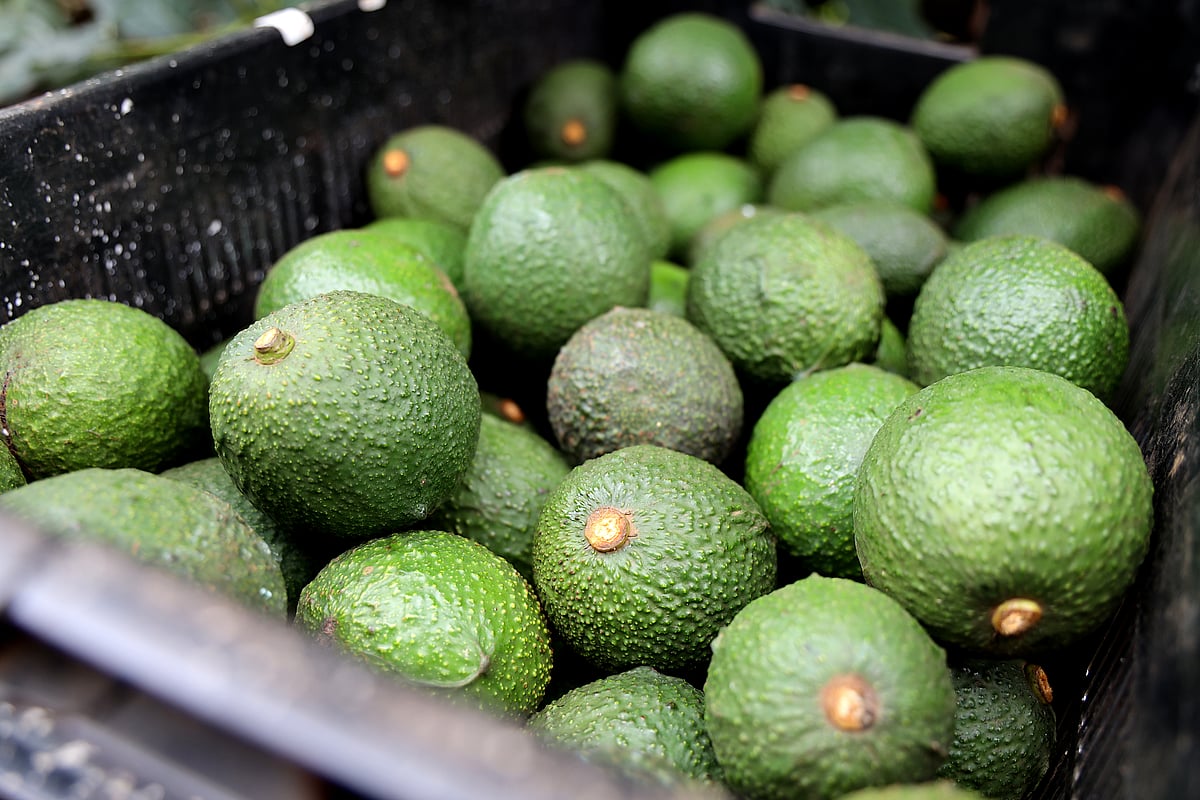 Westfalia Fruit: Pioneering resilience in global avocado supply chains