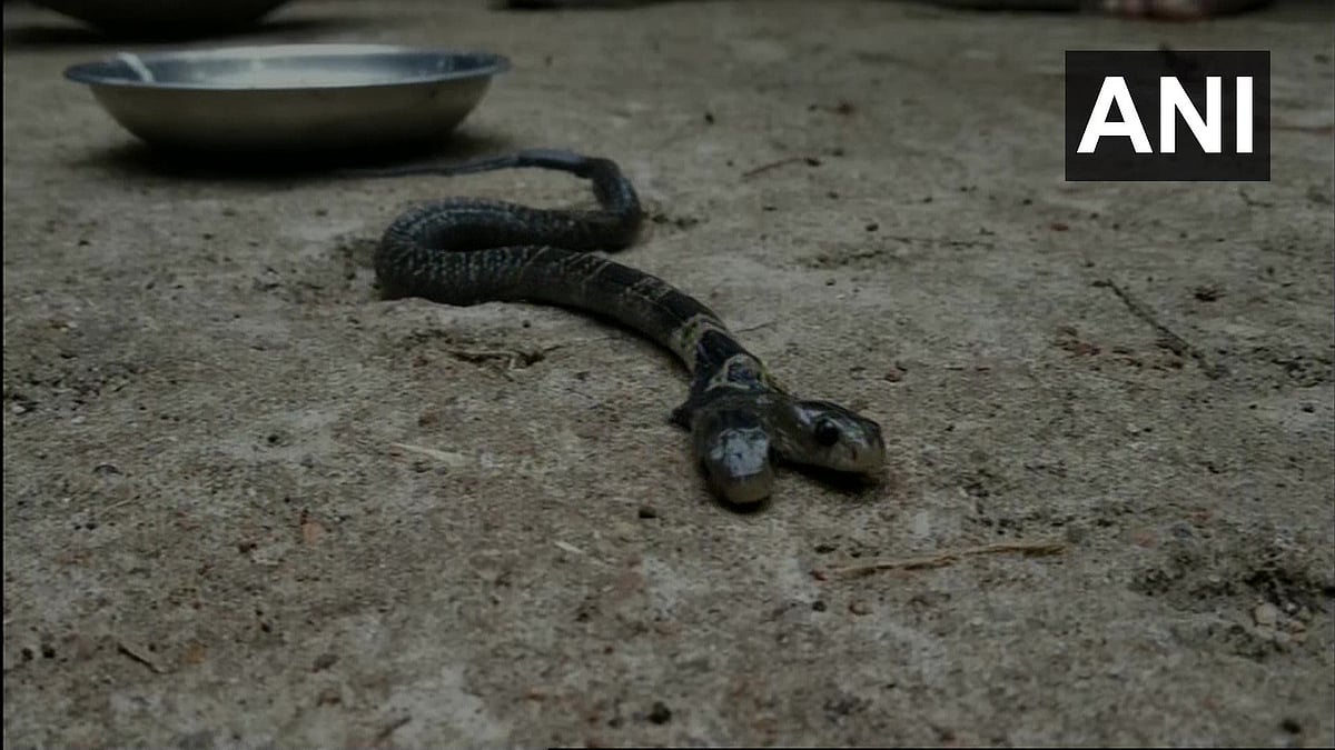 Two-faced snake seen in West Bengal shocks villagers and reminds us of ...