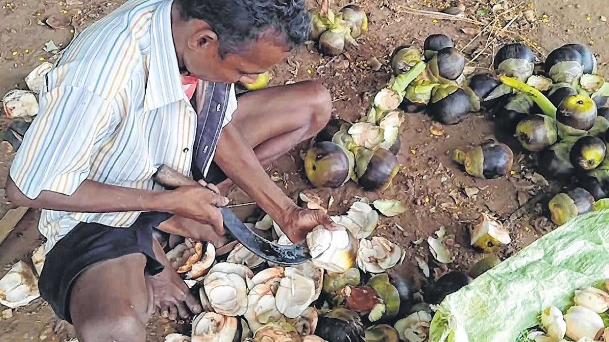 वाढत्या उष्णतेत नागरिकांना ताडगोळ्यांचा गारवा