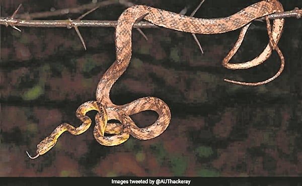 Snake ancestors had legs, cheekbone: Study