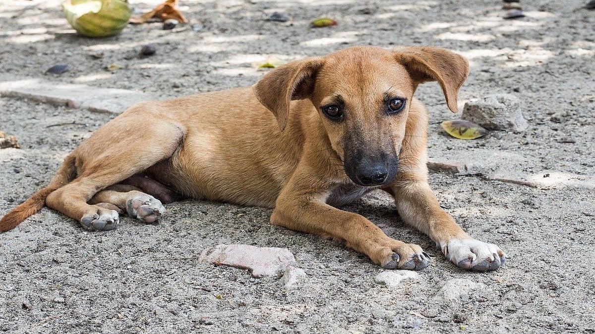 Indore After PM Narendra Modi s Appeal Visible Empathy For Stray Dogs indore-after-pm-narendra-modi-s-appeal-visible-empathy-for-stray-dogs