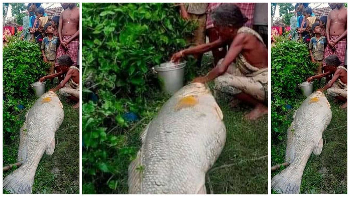 Too Mach 52kg Fish Sells For Rs 3 Lakh In Sundarbans too-mach-52kg-fish-sells-for-rs-3-lakh-in-sundarbans