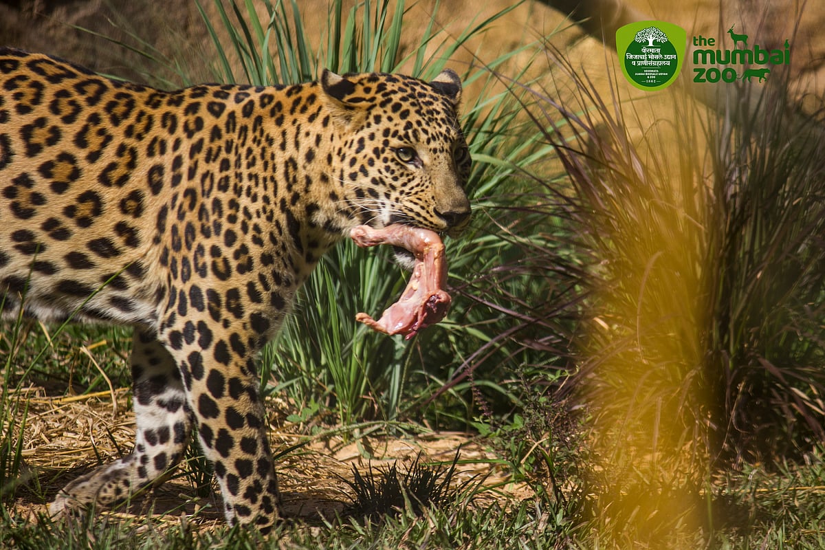 Mumbai Zoo Authorities Engage Animals In Activities Amid Pandemic mumbai-zoo-authorities-engage-animals-in-activities-amid-pandemic