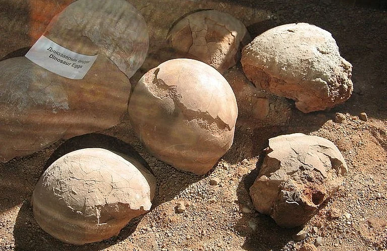7 fossilised dinosaur eggs found in MP 7 fossilised dinosaur eggs found in MP