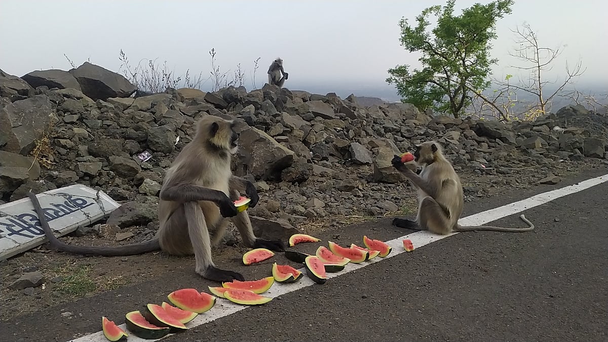 Monkey Goes Craze: Dozen People Injured In Attack In Neemuch