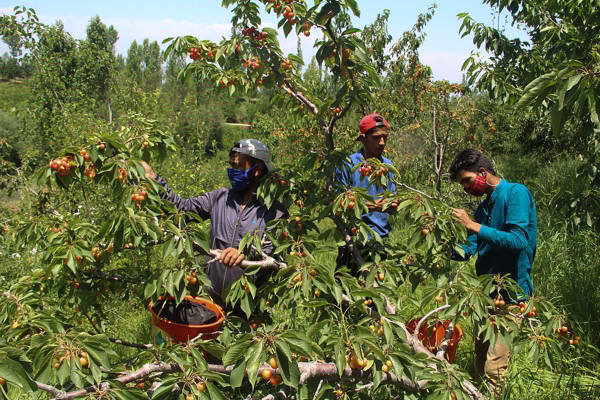 Bhopal: Multi-layered, multi-crop family farming yields fruits