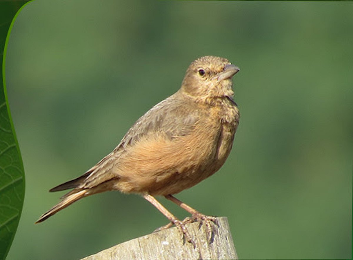 Birds NGO throws light on Urban Biodiversity – Green Reporter