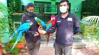 Indore Zoo welcomes 1 Green-winged & 2 Blue-Gold Macaws!
