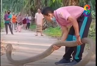 Watch Video: Man catches massive king Cobra with bare hands
