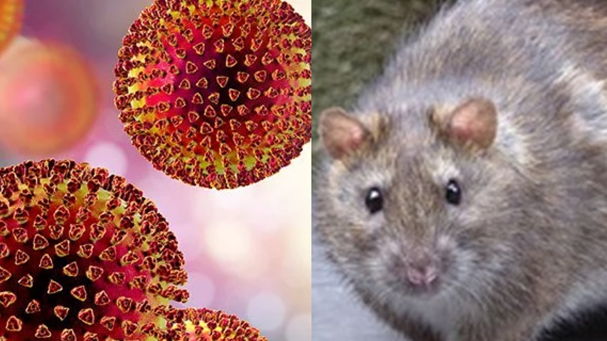 Lassa Fever: Symptoms, Treatment and all you need to know