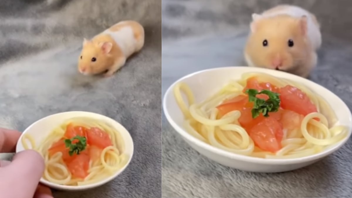 Hamster Eating Spaghetti