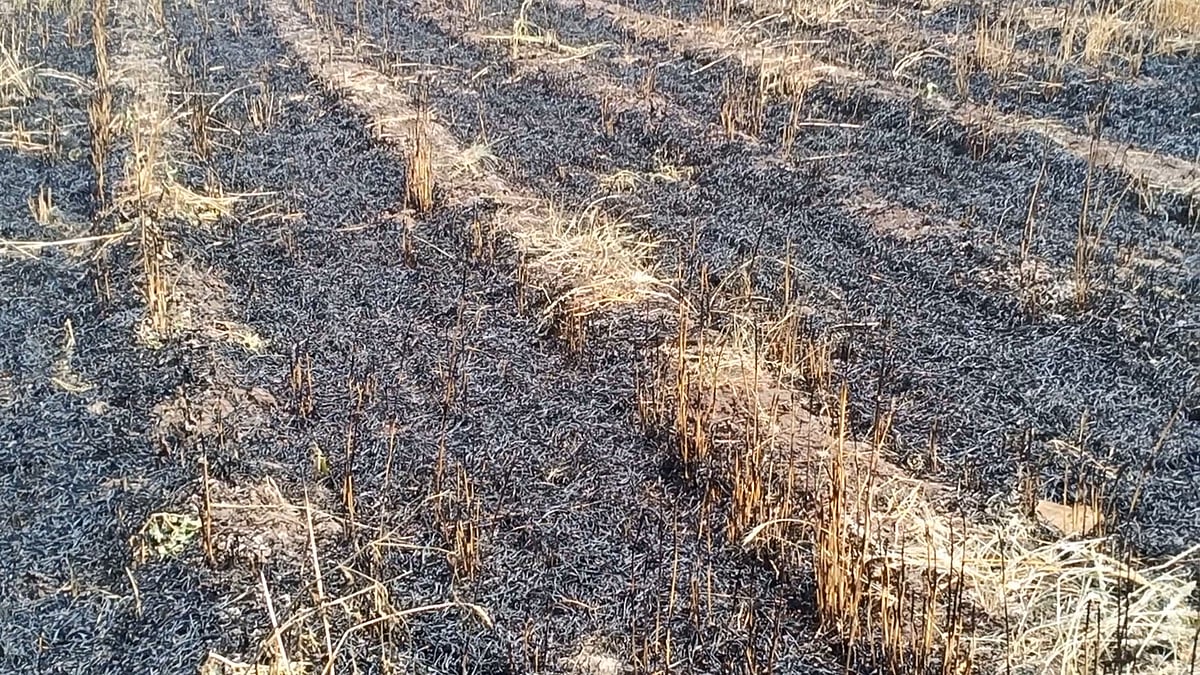 Khetia: HC breather for terminated AYUSH doctors