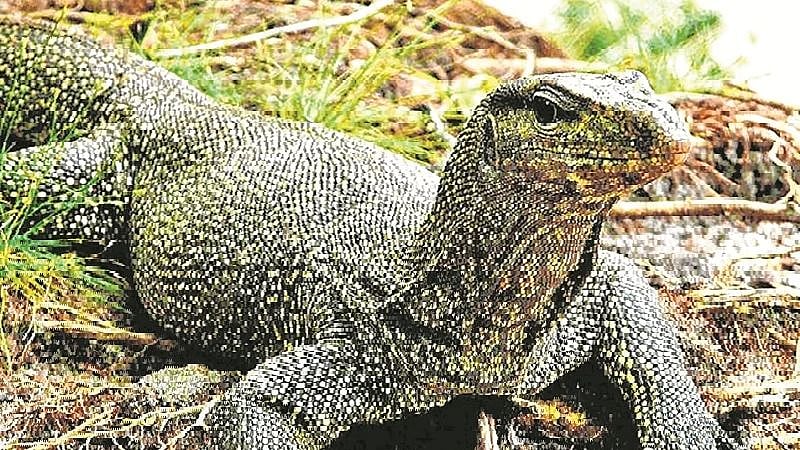 Maharashtra: Four held for raping monitor Lizard in Ratnagiri Forest