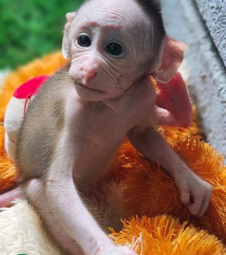 Mumbai: Newborn macaque falls from tree after delivery, rescued by NGO